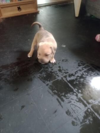 Border Collie Cross Staffy Pups - Staffordshire Bull Terrier Puppies ...