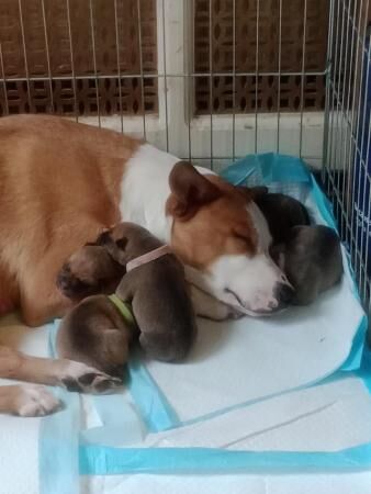 Border Collie Cross Staffy Pups - Staffordshire Bull Terrier Puppies ...