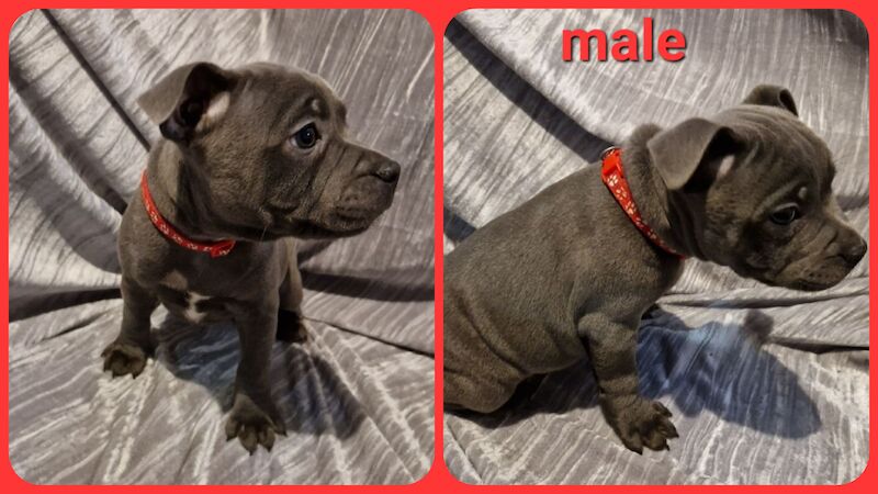 CHAMPION KC REGISTERED BLUE PUPS - Staffordshire Bull Terrier Puppies ...