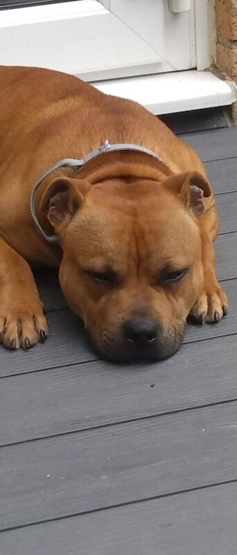 Red Staffordshire Bull Terrier Puppies For Sale | Staffie Owners