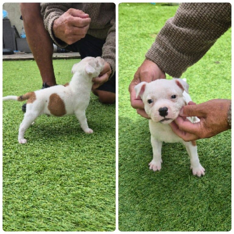 Champion Sired Staffordshire Bull Terrier Puppies For Sale in ...