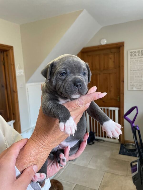 Blue Staffordshire Bull Terrier Puppies For Sale | Staffie Owners