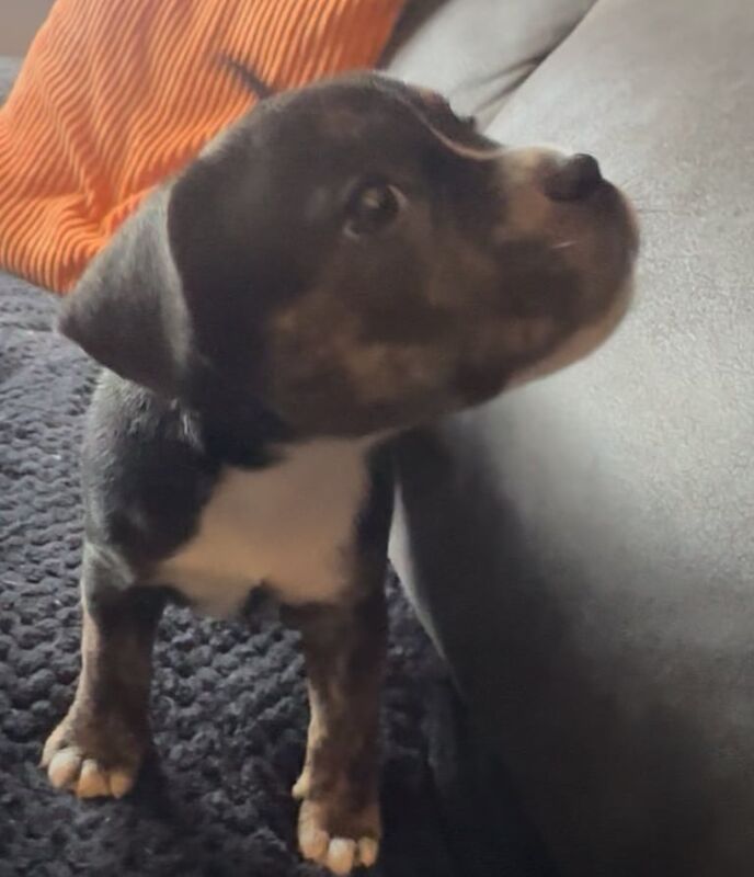 Staffordshire Bull Terrier Puppies For Sale From Private Sellers ...