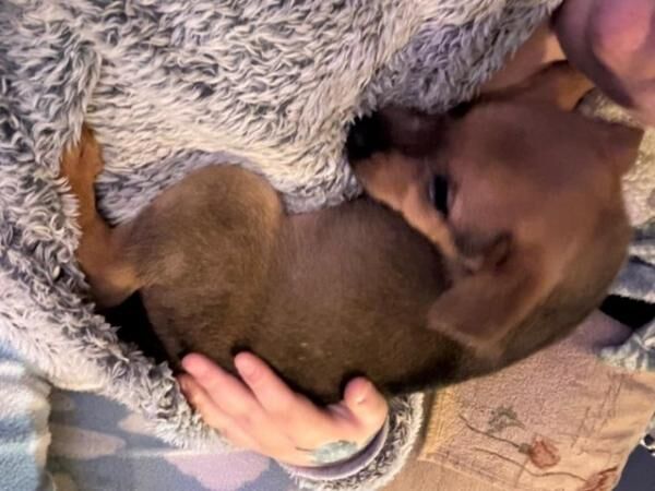 Female German Shepherd Cross Staffy Pup LAST OF LITTER - Staffordshire ...