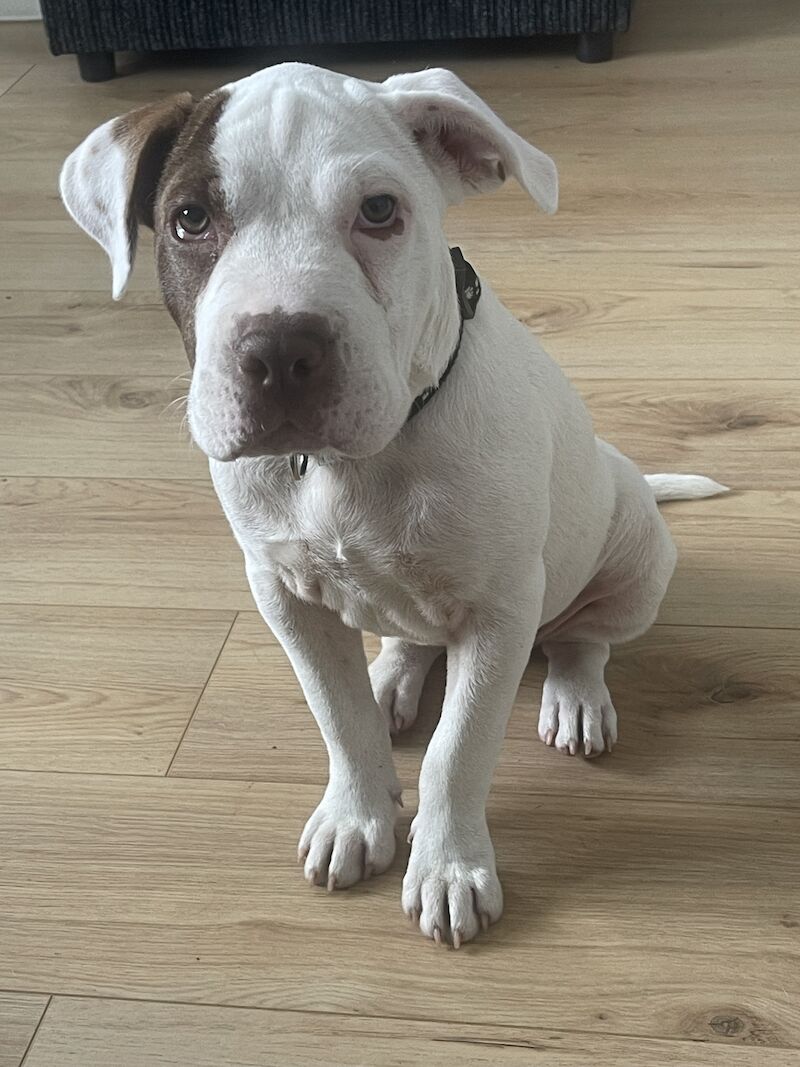 Staffie Dogs And Puppies For Sale Under £500