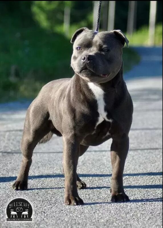 International Champion Pharaon Pups - Staffordshire Bull Terrior ...