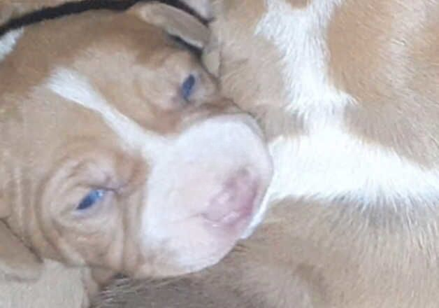Irish Staffordshire Bull Terrier Puppies For Sale in Newmarket, Suffolk