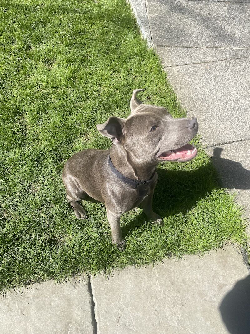Jax For Stud - Staffordshire Bull Terrier Puppies For Sale in ...