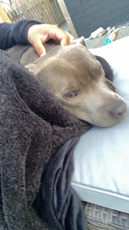 Jax For Stud - Staffordshire Bull Terrier Puppies For Sale in ...