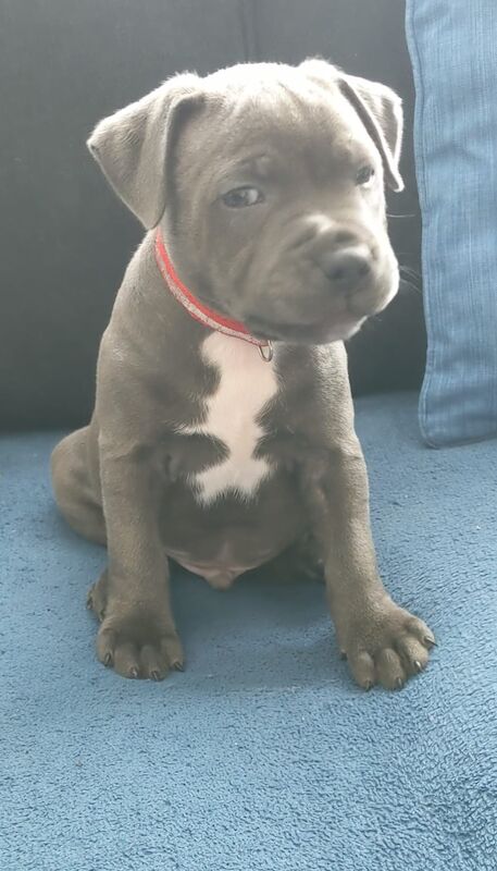 Kc Reg Blue Staff Boy £900 - Staffordshire Bull Terrior Puppies For ...