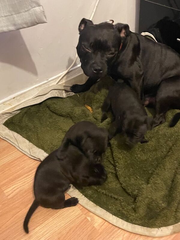 KC Registered Black Staffordshire Bull Terrier Puppies For Sale in ...