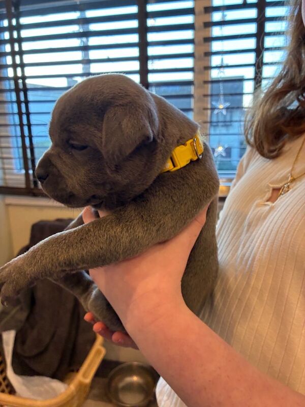 KC Registered Blue Staffies - Staffordshire Bull Terrier Puppies For ...