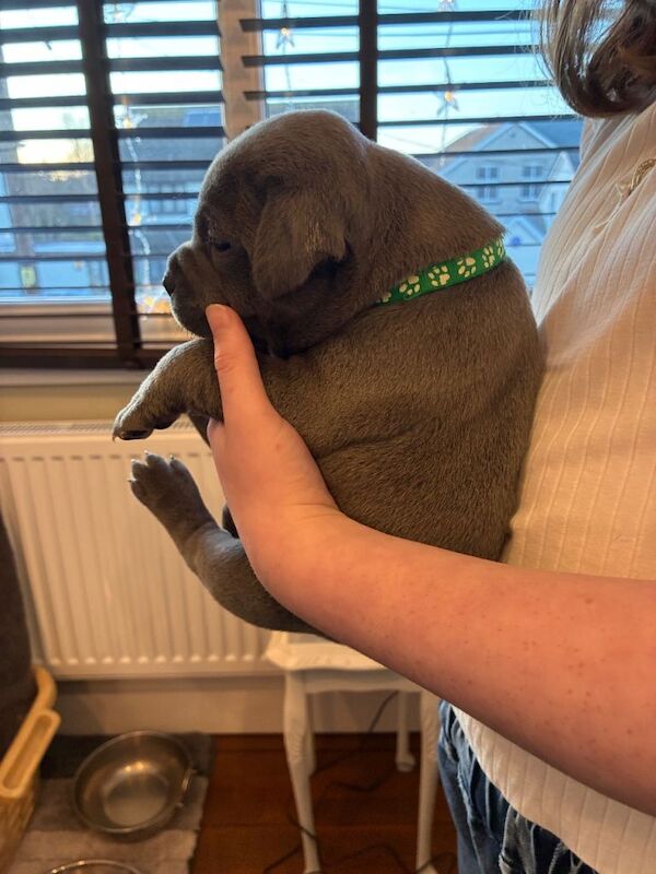 KC Registered Blue Staffies - Staffordshire Bull Terrier Puppies For ...