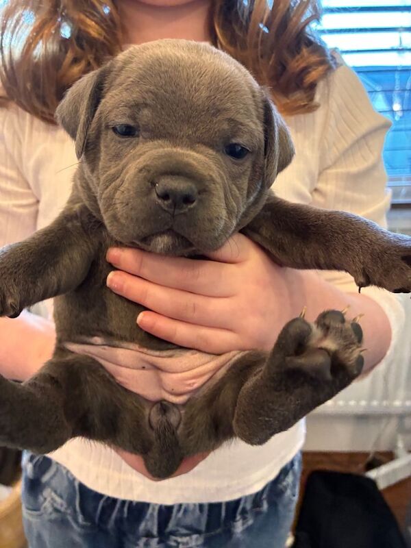 KC Registered Blue Staffies - Staffordshire Bull Terrier Puppies For ...