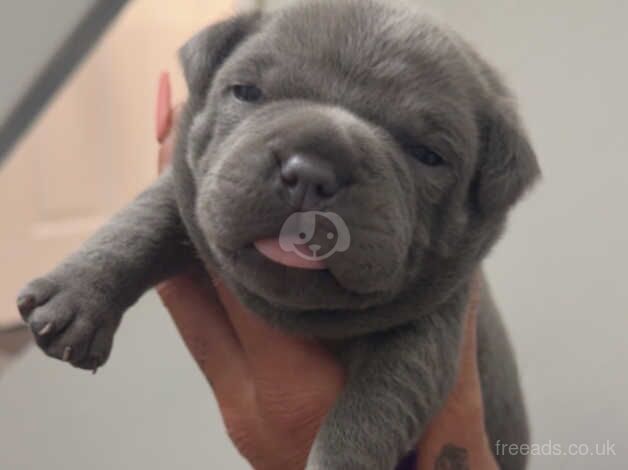 Kennel Club Registered Blue Staffie Puppies For Sale | Staffie Owners