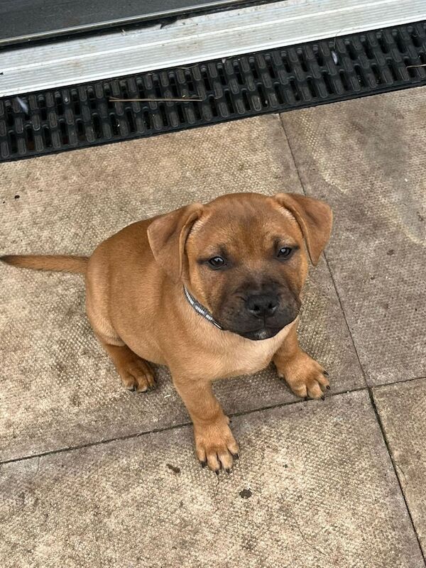 Red Staffordshire Bull Terrier Puppies For Sale | Staffie Owners