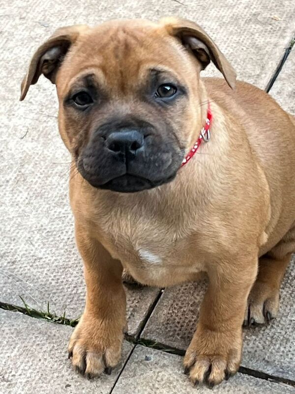 Kc Registered Red Staffies - Staffordshire Bull Terrier Puppies For ...