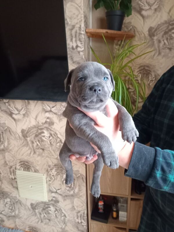 Blue Staffordshire Bull Terrier Puppies For Sale | Staffie Owners