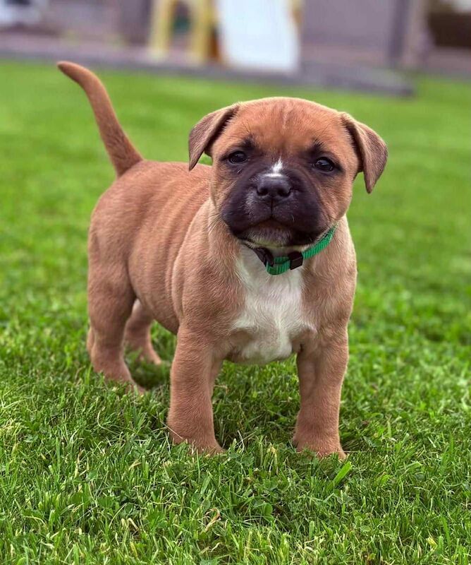 Red Staffordshire Bull Terrier Puppies For Sale | Staffie Owners