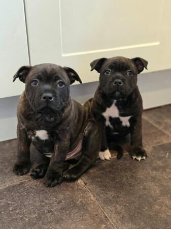 KC Registered Staffordshire Bull Terriers - Staffordshire Bull Terrier ...
