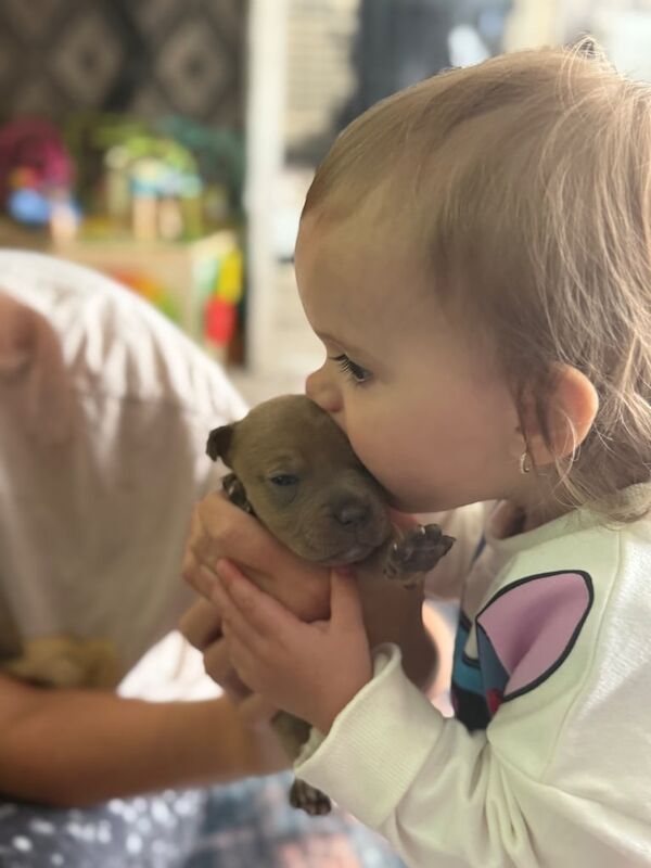 Blue Staffordshire Bull Terrier Puppies For Sale | Staffie Owners