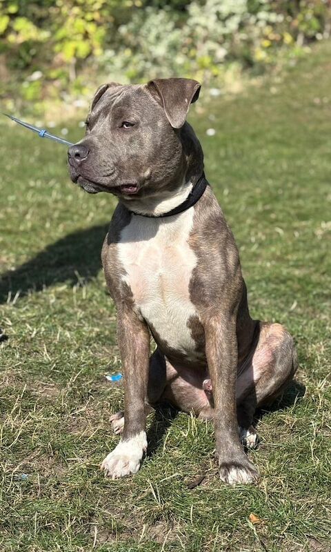 Blue Staffordshire Bull Terrier Puppies For Sale | Staffie Owners