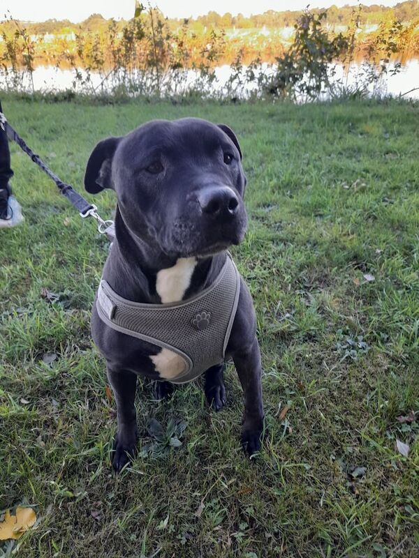Buy and sell Staffie puppies and dogs online | Staffie Owners