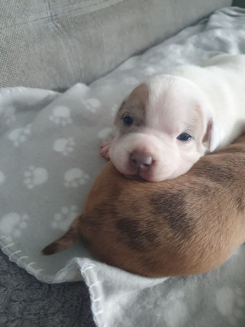 Staffador - White Staffordshire Bull Terrier Cross Labrador Puppies For ...