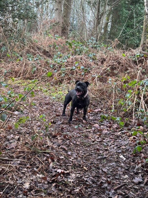 Pedigree Staffordshire Bull Terrier Puppies – Exceptional Lineage ...