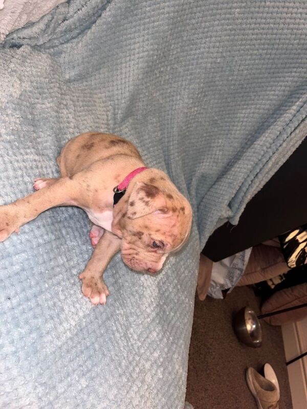 Puppies For Sale - Staffordshire Bull Terrier Puppies in Wallasey ...