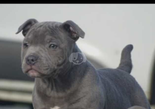 Kennel Club Registered Blue Staffie Puppies For Sale | Staffie Owners