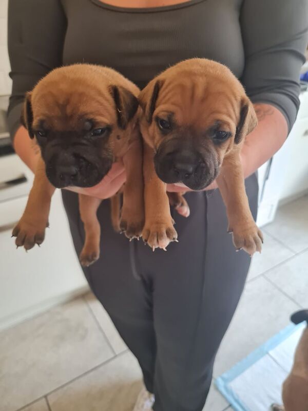 Red Staffordshire Bull Terrier Puppies For Sale | Staffie Owners