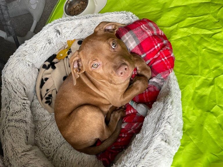 Red Staffordshire Bull Terrier Puppy For Sale in Leyland, Lancashire ...