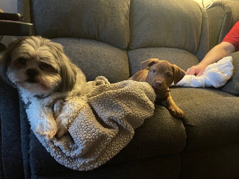 Red Staffordshire Bull Terrier Puppy For Sale in Leyland, Lancashire