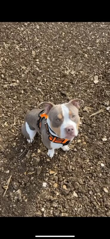 Rehoming My Dog - Staffordshire Bull Terrier For Sale in Hemel ...