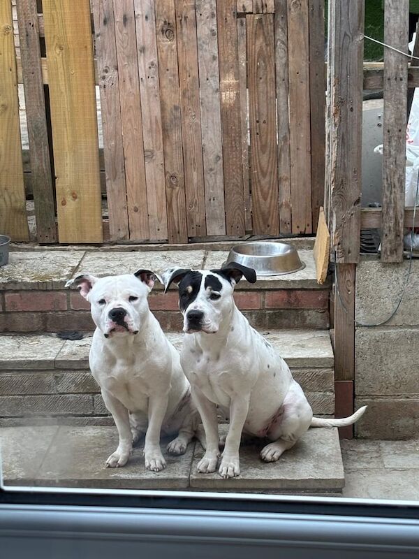 Staff - Staffordshire Bull Terrier Puppies For Sale in Snodland, Kent ...