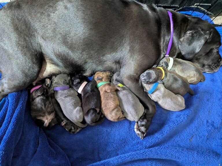 Brindle Staffordshire Bull Terrier Puppies For Sale | Staffie Owners