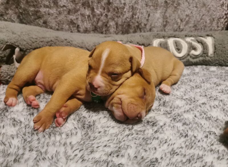 Red Staffordshire Bull Terrier Puppies For Sale | Staffie Owners