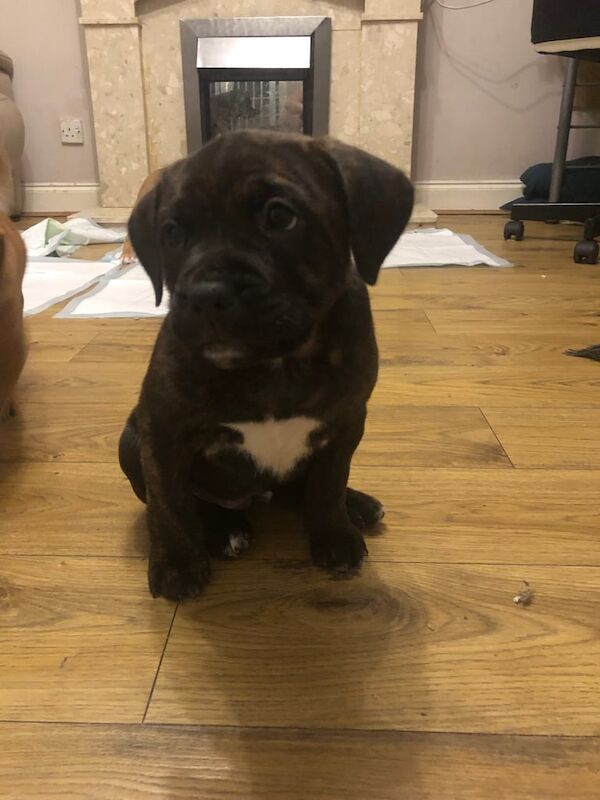 Red Staffie Puppies For Sale | Staffie Owners