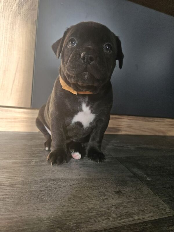 Staffardshire Bull Terrier Puppies Ready In 3 Weeks - Staffordshire ...