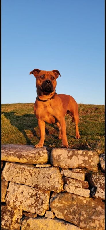 Red Staffordshire Bull Terrier Puppies For Sale | Staffie Owners