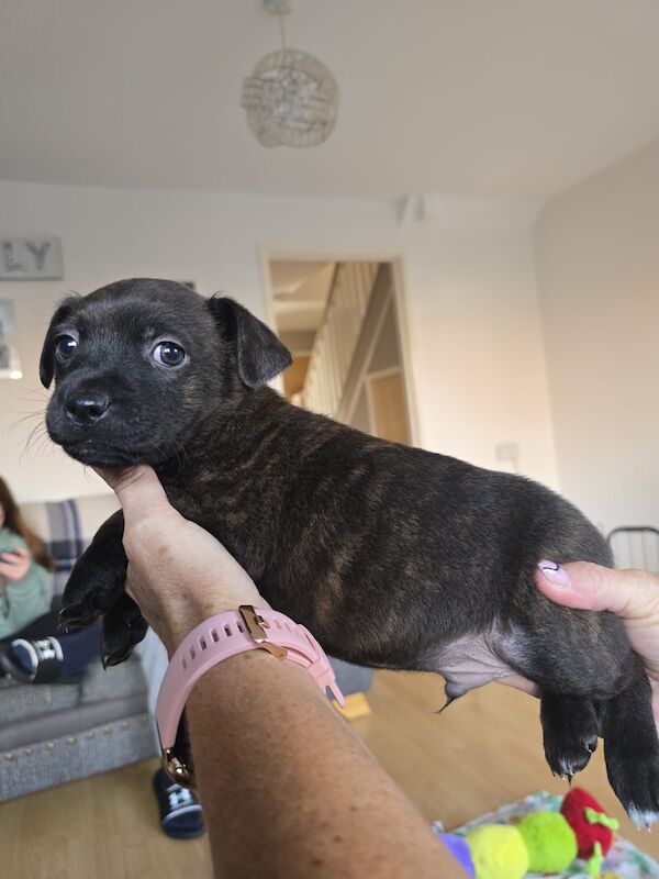 Very-small-staffy-for-sale Staffordshire Bull Terrier Puppies For Sale ...