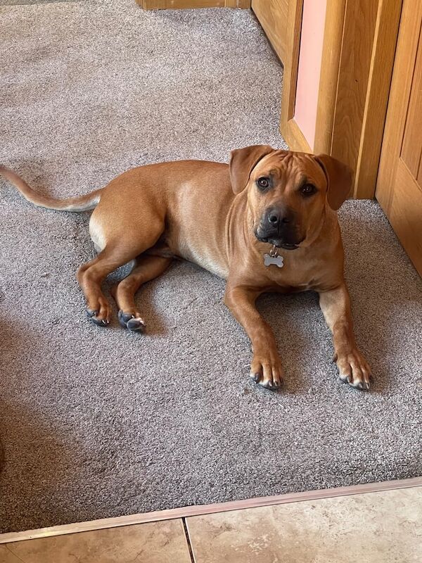 Red Staffordshire Bull Terrier Puppies For Sale | Staffie Owners