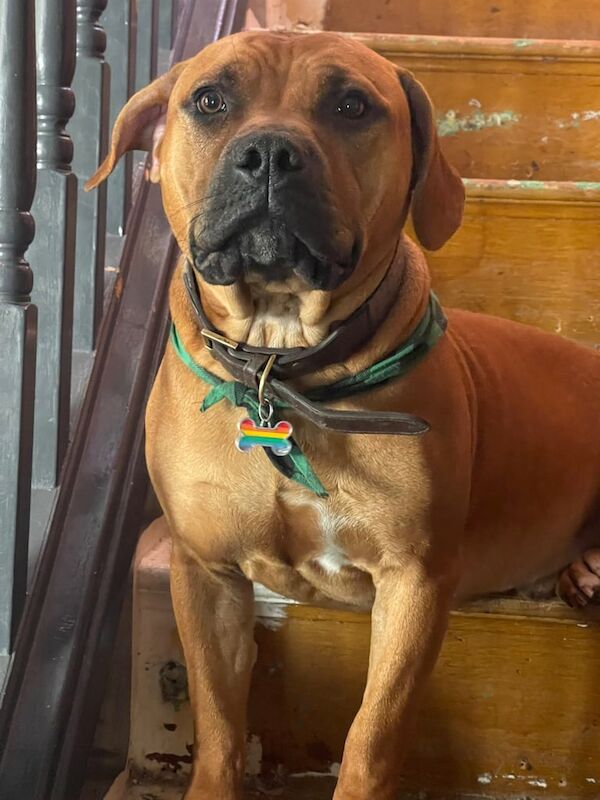 Staffordshire Bull Terrier Cross For Sale in Stoke-on-Trent ...