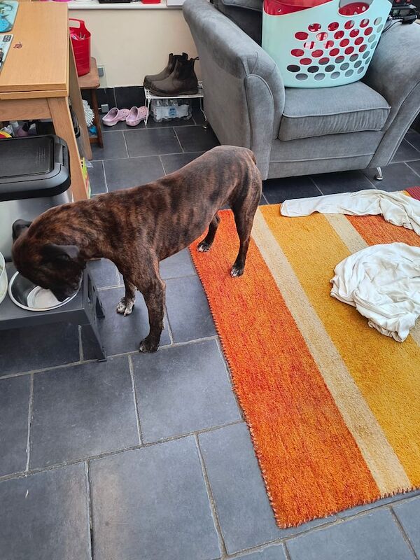 Staffordshire Bull Terrier Cross American Bull Dog. For Sale in Market ...