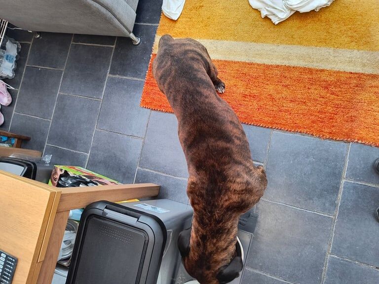 Staffordshire Bull Terrier Cross American Bull Dog. For Sale in Market ...