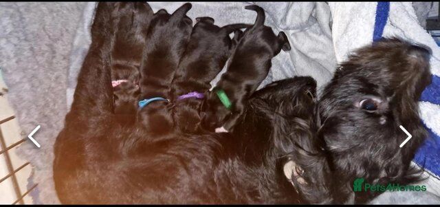 Staffie Puppies For Sale Under £500 | Staffie-owners.co.uk