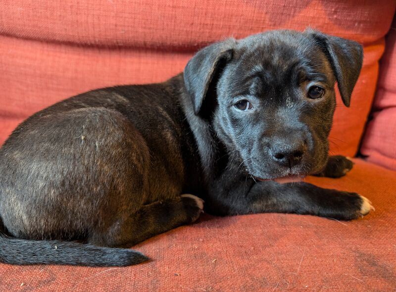 Staffordshire Bull Terrier Puppies For Sale in Dukinfield, Greater ...