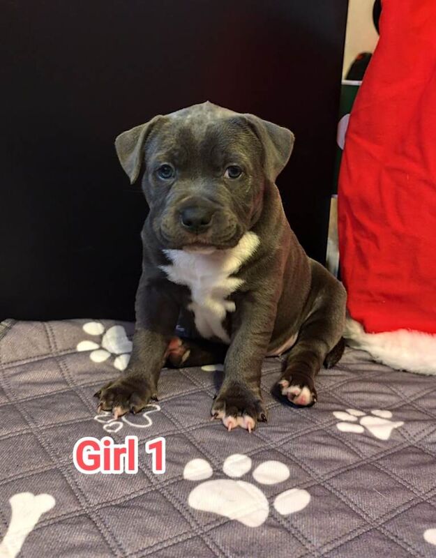 Staffordshire Bull Terrier Puppies For Sale in Methil, Fife | Staffie ...