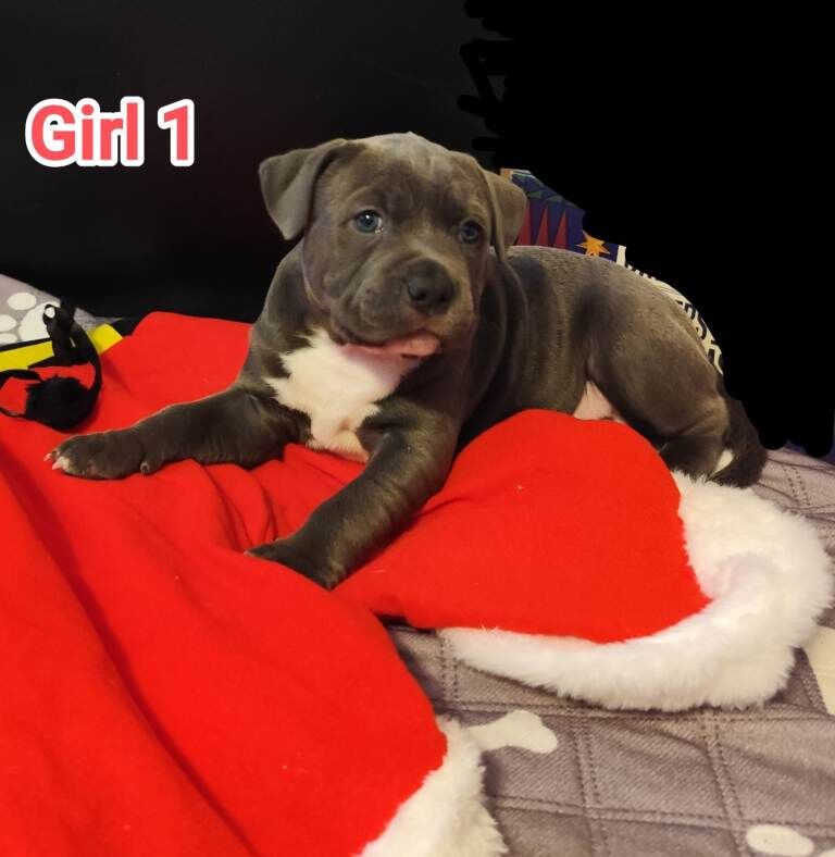 Staffordshire Bull Terrier Puppies For Sale in Methil, Fife | Staffie ...